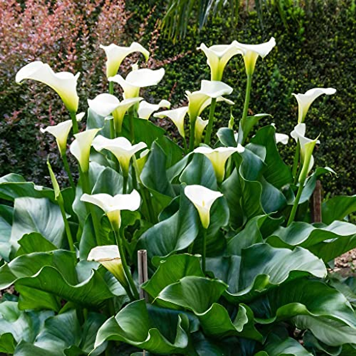 Calla Lily Bulbs - Aethiopica - Bag of 10, Mid Summer/White Flowers