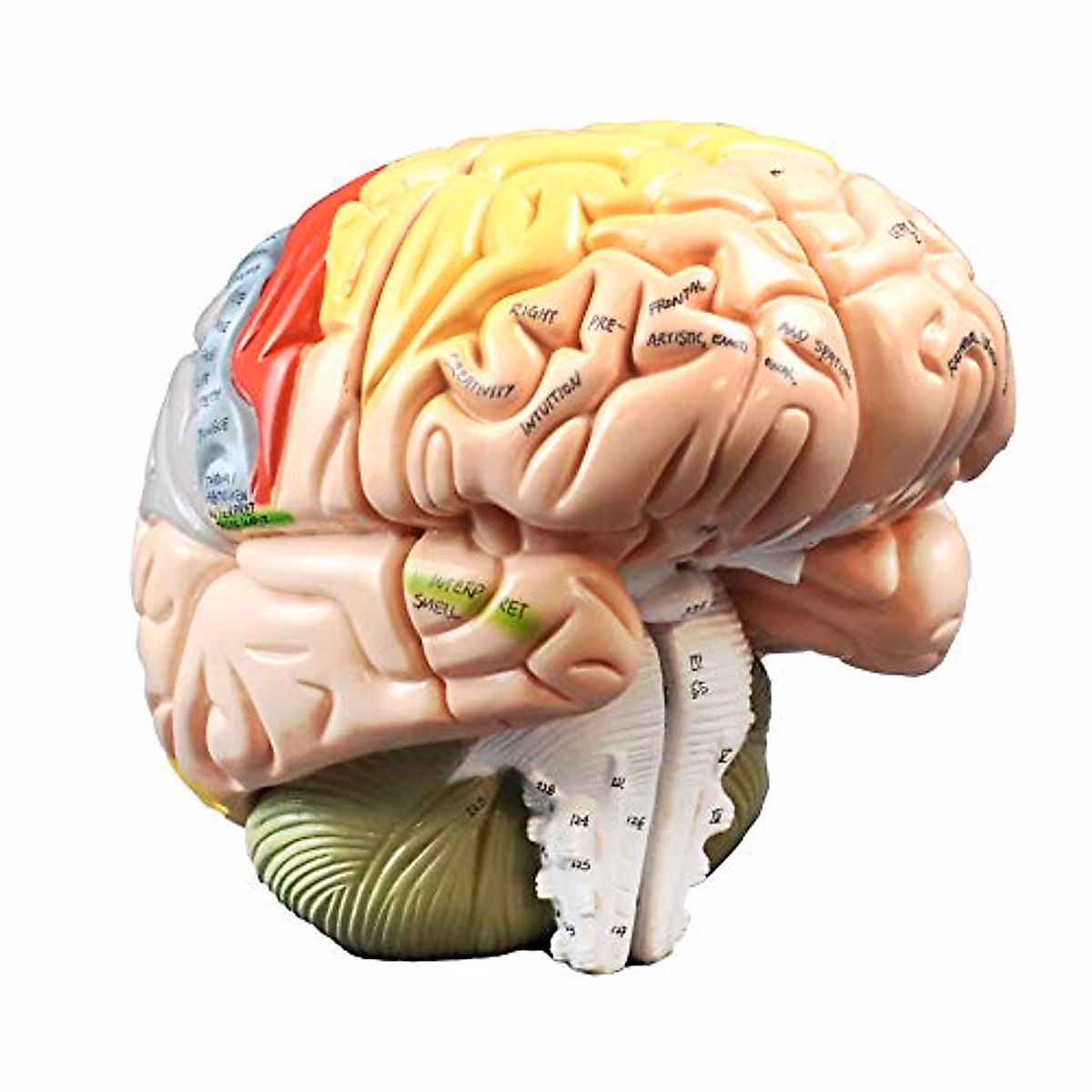 Vision Scientific VAB400 Color-Coded Human Regional Brain - 4 Parts | Approximately 130 Key Structural Features are Identified | 9 Vivid Colors to Identify The Different Brain Functions | W Key Card