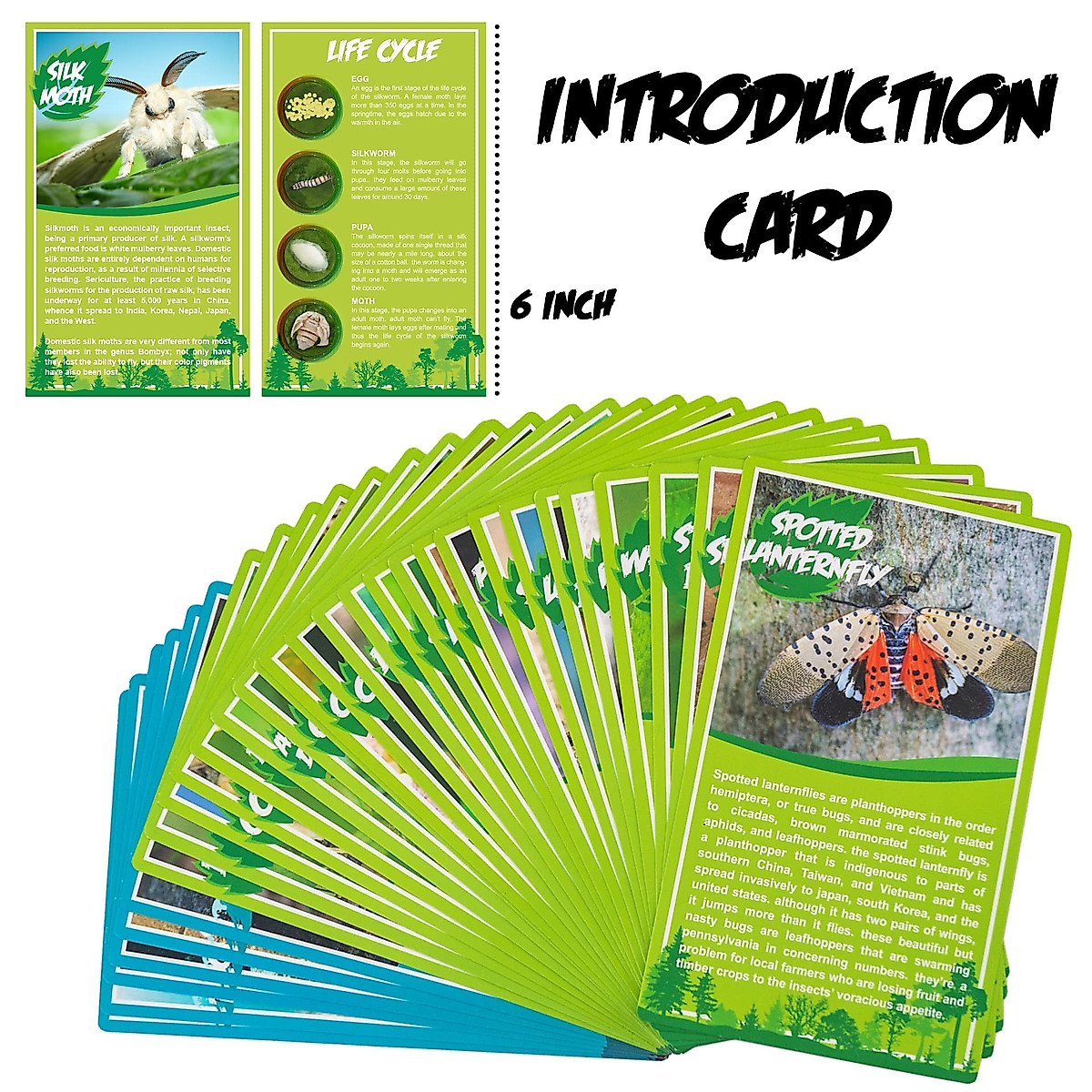 6 PCS Resin Insect Specimen Set, Butterfly, Jewel Frog Beetle, Silk Moth, Chafer, Stinkbug, Wasp, Science Education Toy for Kids