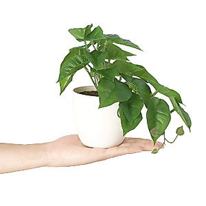 Dahey 3 Pack Fake Potted Plant Artificial Plants for Home Decor Indoor Broad Leaved Faux Plants Indoor Desk Plant with 4 Inch Frosted Plastic Planter for Office Bathroom Greenery Decoration