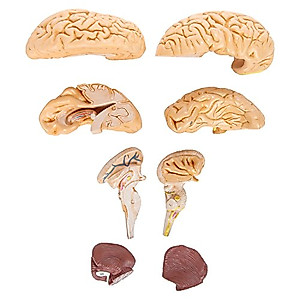 3-Part Human Skull Model, Removable 8-Part Brain, Anatomically Correct Brain Model for Neuroscience, Life Size Plastic Skull Mold from Real Skull, Detailed Product Manual, Made by Axis Scientific