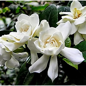 200+ Gardenia Seeds(Cape Jasmine) for Home Garden Planting