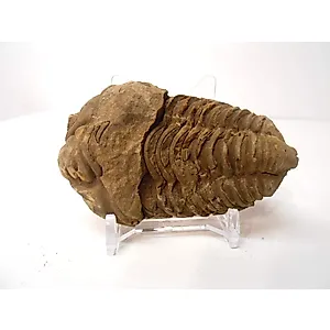 Genuine Very Large Calymene Trilobite Fossil from The Anti-Atlas Region of Morocco, N.Africa with Free Acrylic Display Stand, Fact Sheet & COA Bundle