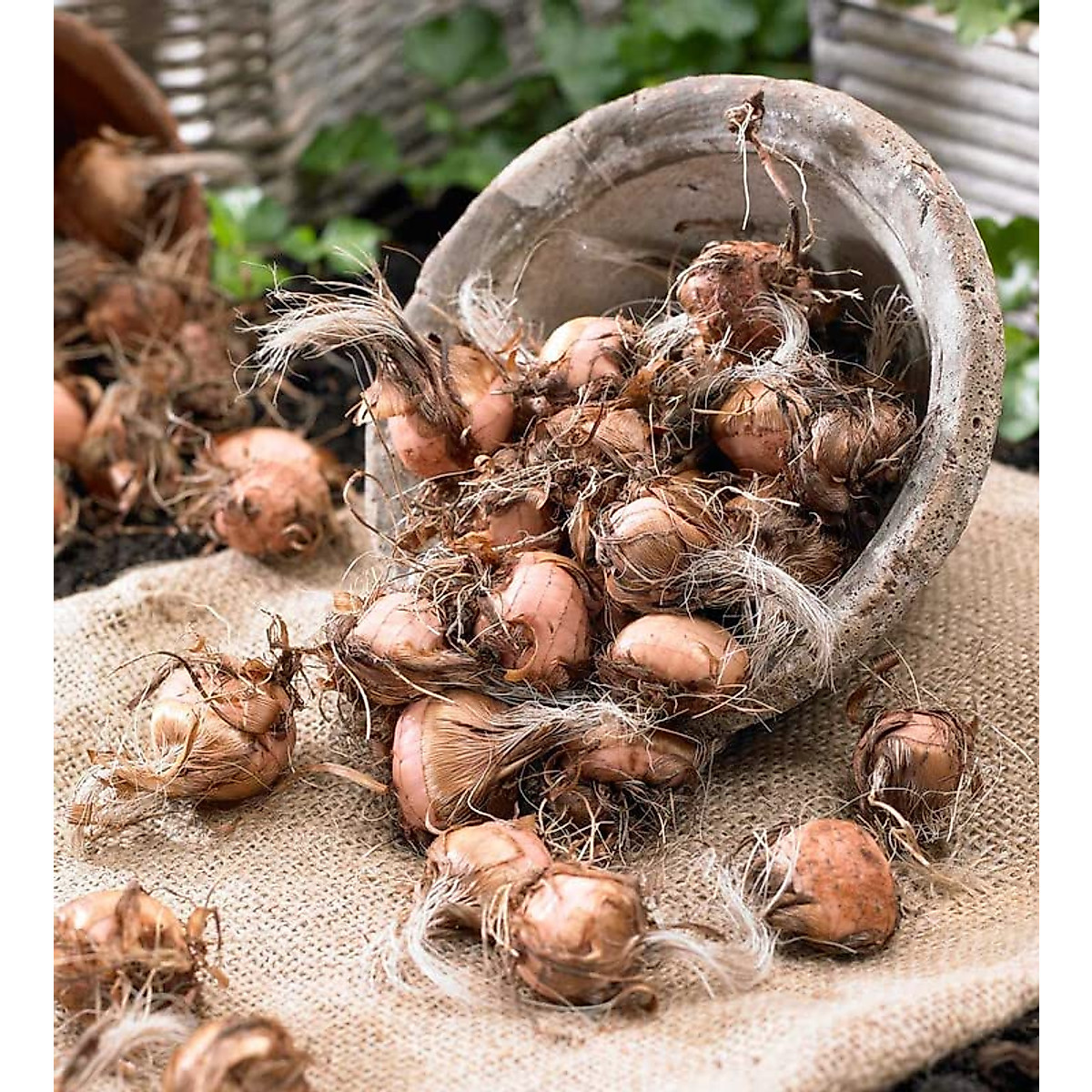 10 Red Crocosmia Lucifer Bulb Large Size, Crocosmia Corms for Planting Ornaments Perennial Garden to Grow Pots