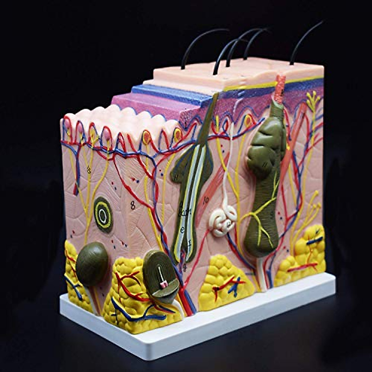 70X Enlarged Skin Model Anatomical Model Anatomy for Science Classroom Study Display Teaching Medical Model