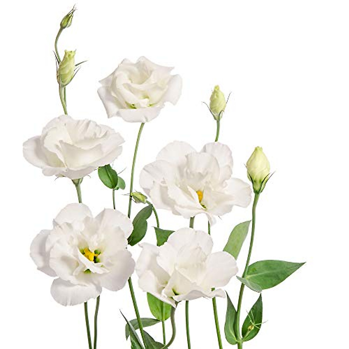 Outsidepride Lisianthus Sapphire White AKA Texas Bluebell or Prairie Gentian Garden Flowers - 50 Seeds