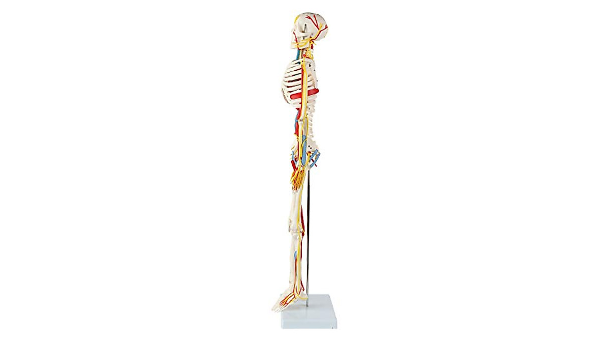 33" Human Skeleton Model - Perfect for Students & Doctors