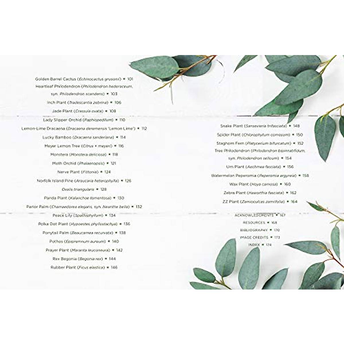 How to Houseplant: A Beginner’s Guide to Making and Keeping Plant Friends