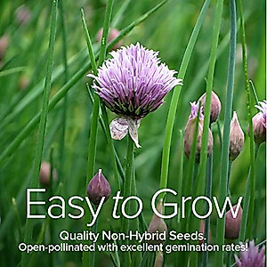 15 Herb Seeds For Planting Varieties Heirloom Non-GMO 5200+ Seeds Indoors, Hydroponics, Outdoors - Basil, Catnip, Chive, Cilantro, Oregano, Parsley, Peppermint, Rosemary and More By Gardeners Basics