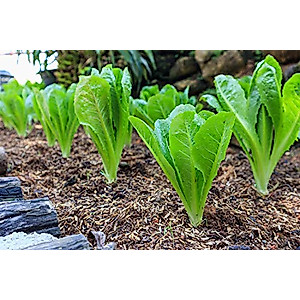 OldLadyRenee: 500+ Lettuce, Romaine-Parris Island Seeds