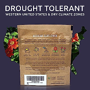 Mexican Sunflower Seeds – Extra Large Packet – Over 2,500 Open Pollinated Non-GMO Wildflower Seeds – Tithonia rotundifolia