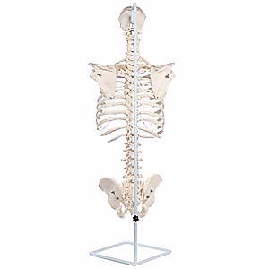 Axis Scientific Human Rib Cage Anatomy Model: Life Size Vertebral Column with Complete Vertebrae, Cast from Real Human Bones, Includes Detailed Study Guide, Base Stand