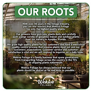 Banana Tree - Live Plant in a 4 Inch Growers Pot - Grower's Choice Based Availability - Edible Fruit Bearing Tree for The Patio and Garden