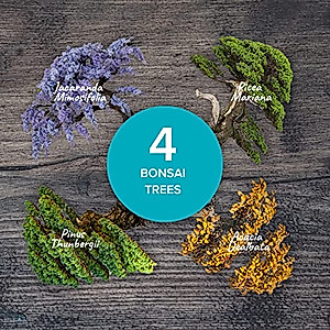 Bonsai Tree Seed Starter Kit - Complete Growing Kit - Grow 4 Bonsai Tree Live Indoor Plant from Seed - Adult Crafts - Grow Your Own Live Plant - Great DIY Kits for Adults - Crafts for Adults