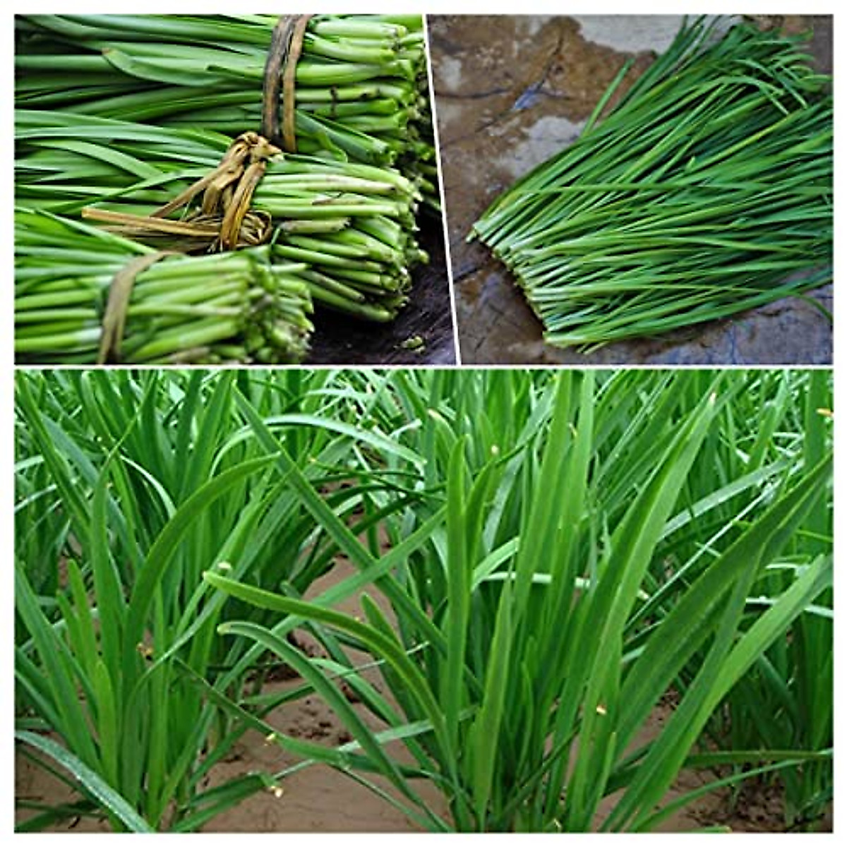 Chinese Leek Seeds for Planting(500 Seeds)