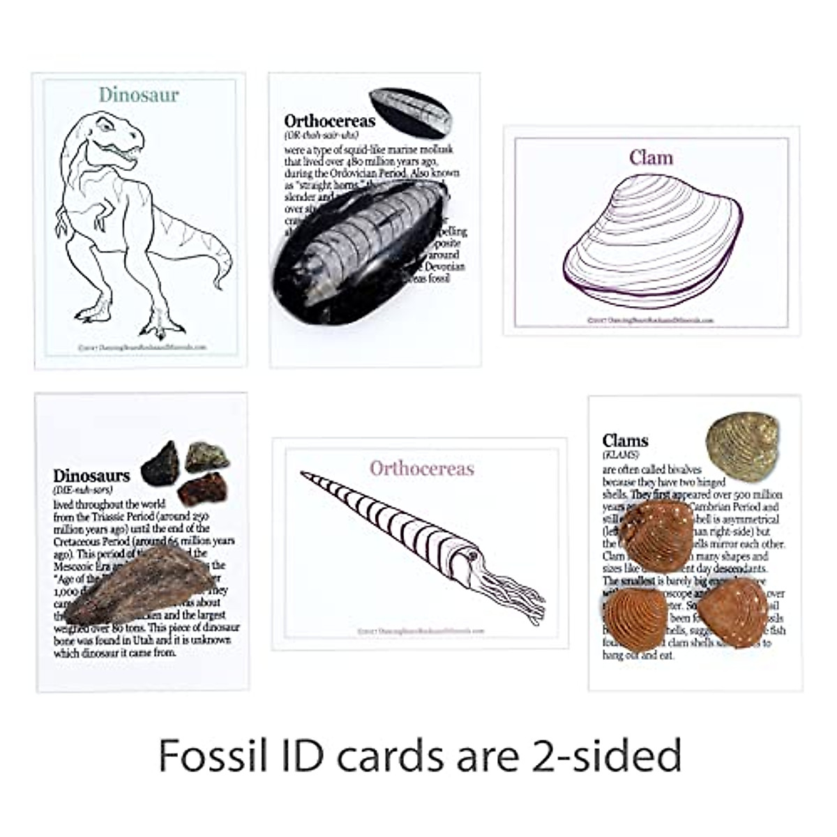 DANCING BEAR FOSSIL COLLECTION Kit (12 Different Types of Specimens): Trilobite, Dinosaur Bone, Shark teeth, Coprolite (fossilized Turtle Poop) Fossil ID Book, Magnifying Glass, STEM Science Set, Made in the USA