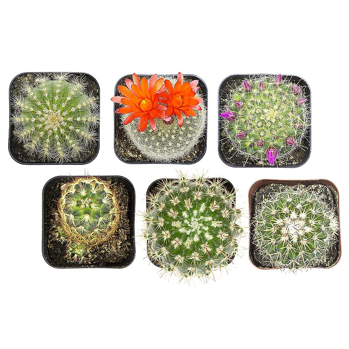 Cactus Plants (Mix of 6), Mammillaria Cactus Plants Live in Cactus Soil, Opuntia Cactus Live Plants, Cacti Plants, Cactus Décor Succulent, Cacti Décor Drought Tolerant Plants by Plants for Pets