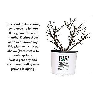 2 Gal. Pugster Ameythst Buddleia Shrub