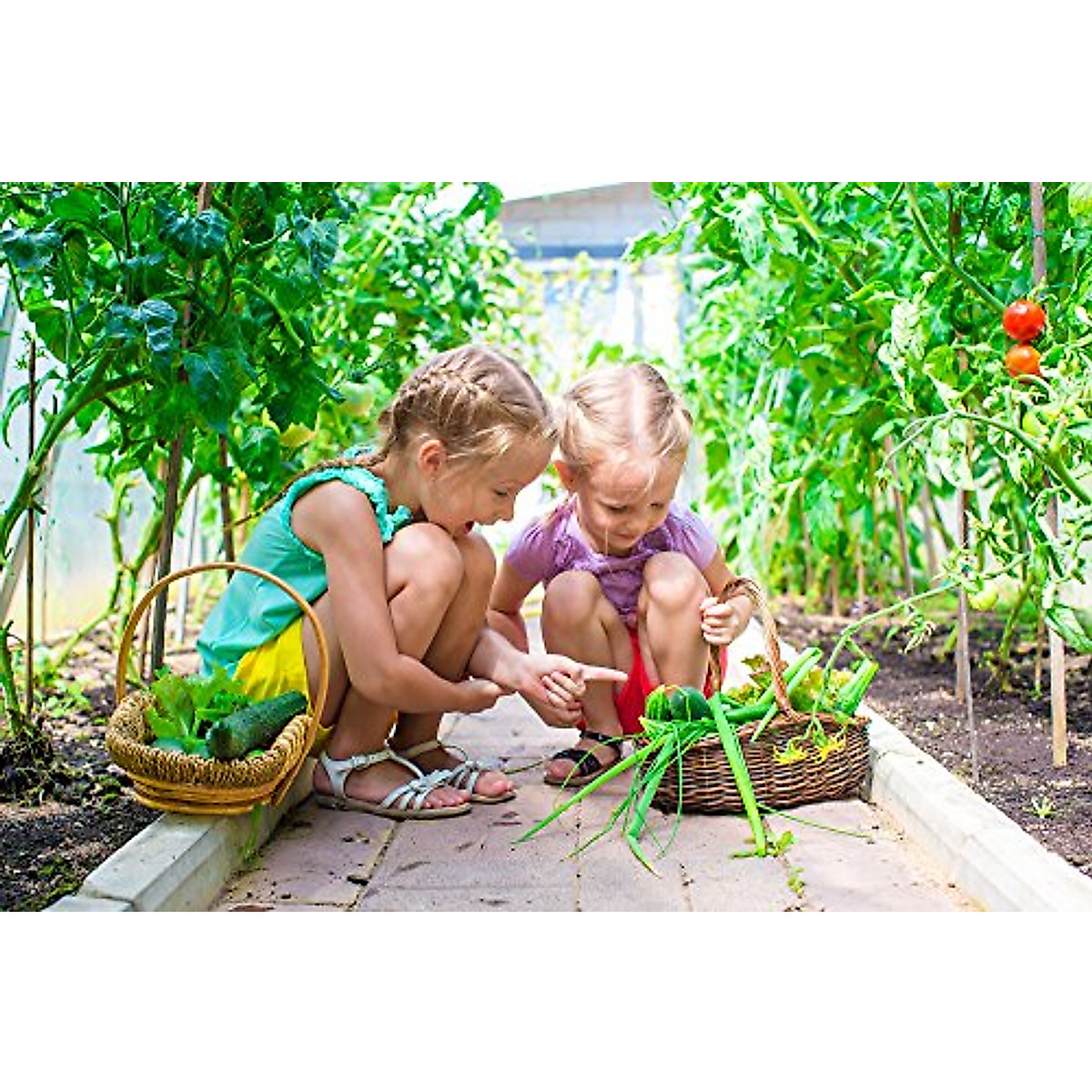 Heirloom Vegetable Seeds for Planting: 13 Varieties of Organic Non-GMO Open Pollinated Garden Seed - Weird and Rare Varieties Perfect for Kids and School Gardens