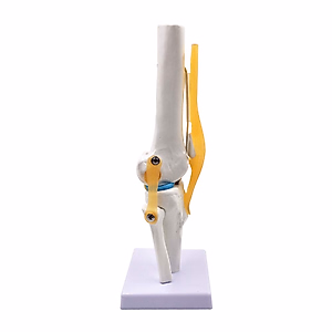 Knee Joint Simulation Model - Human 1:1 Size Medical Anatomy Flexible Knee Skeleton Teaching Mold for Science Classroom Study Display