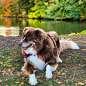 Odi Style Dog Bandana 4 Pack - Dog Bandanas Boy, Girl, Premium Durable Soft Lightweight Fabric, Buffalo Plaid Scarf for Medium and Large Dogs Pets, Black and White, Red, Green, Blue, Large