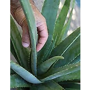 Dichondra Fresh 100pcs Edible Aloe Vera Plant Seeds for Planting Green 3