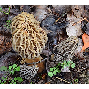 Backyard Morel Mushroom Growing Kit - Morel Habitat Kit ®