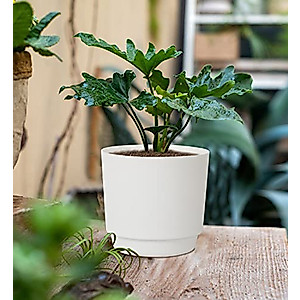 Plastic Plant Pots,6.5 inch Flower Planter Pots with Trays,Modern Stylish Indoor & Outdoor Garden Pots for All House Plants,Flowers,Herbs,Succulents (White, 6)