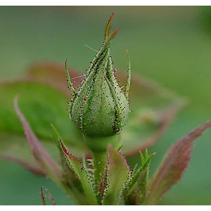 Rose Mix 100+ Seeds Flowers Planting for Outdoor Indoor