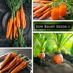 Sow Right Seeds - Imperator Carrot Seed for Planting - Non-GMO Heirloom Packet with Instructions to Plant a Home Vegetable Garden, Great Gardening Gift (4)