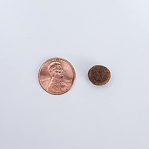 Health Extension Dry Dog Food, Natural Food for All Puppies & Dogs with Added Vitamins & Mineral, Lamb & Brown Rice Recipe (30 lb / 13.6 Kg)