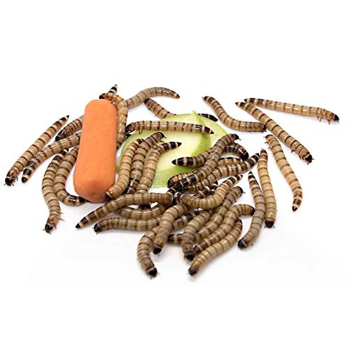 Freshinsects Live Superworms Feed Reptile, Birds, Fishing Best Bait - 300 Count