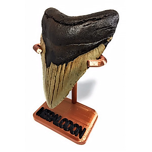 Deep Sea Fossils Exact Tooth - Genuine One-of-a-Kind Prehistoric Fossilized Megalodon Shark with a Custom 3D-Printed Stand and Glossy 8-1/2inches x 11inches Certificate of Authenticity (4.958inches)