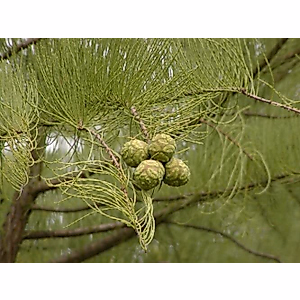 Pond Cypress | 10 Live Trees | Taxodium Ascendens | Wet Tolerant Fast Growing Shade Tree