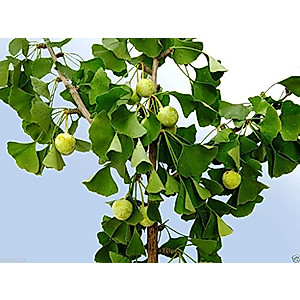 GINKGO BILOBA Plant Seeds"Maidenhiar tree" Can make an excellent bonsai(5 seeds)