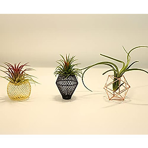 Newwe Pack of 3 Air Plant Holder Metal Airplant Pot Geometric Tabletop Decor Air Plants Planter Tillandsia Display for Home Office