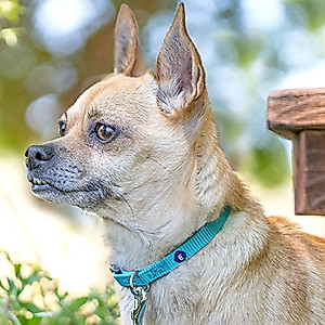 Blueberry Pet Essentials 21 Colors Classic Dog Collar, Turquoise, Small, Neck 12"-16", Nylon Collars for Dogs