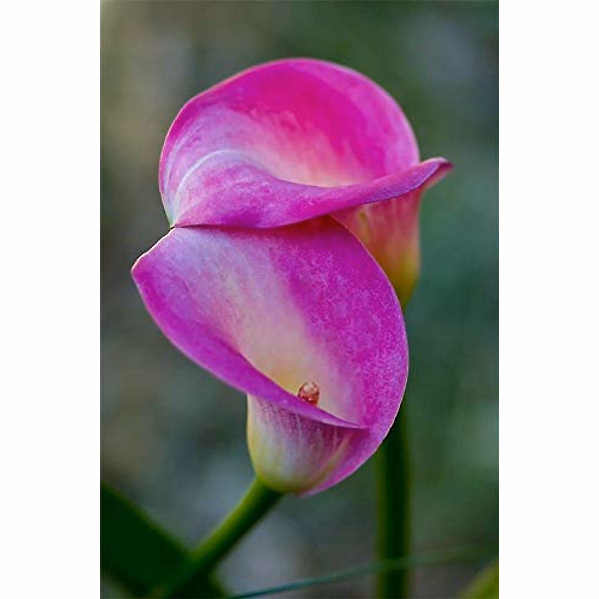 Calla Lily Mix（100+）Seeds Flowers Easy to Grow Planting for Outdoor Indoor Home Bonsai