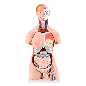 FriCARE Anatomy Model Human Body, Torso Anatomical Models for Medical Students Study Science High School Education Kids, Life Size with Internal 32 Removable Organ