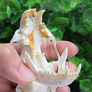 Acxico 1Pcs Mink Skulls Skull Specimen Animal Bone Specimen Gifts Skulls