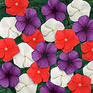 Outsidepride Vinca Periwinkle American Pie Garden Flower, Ground Cover, & Container Plant Mix - 50 Seeds