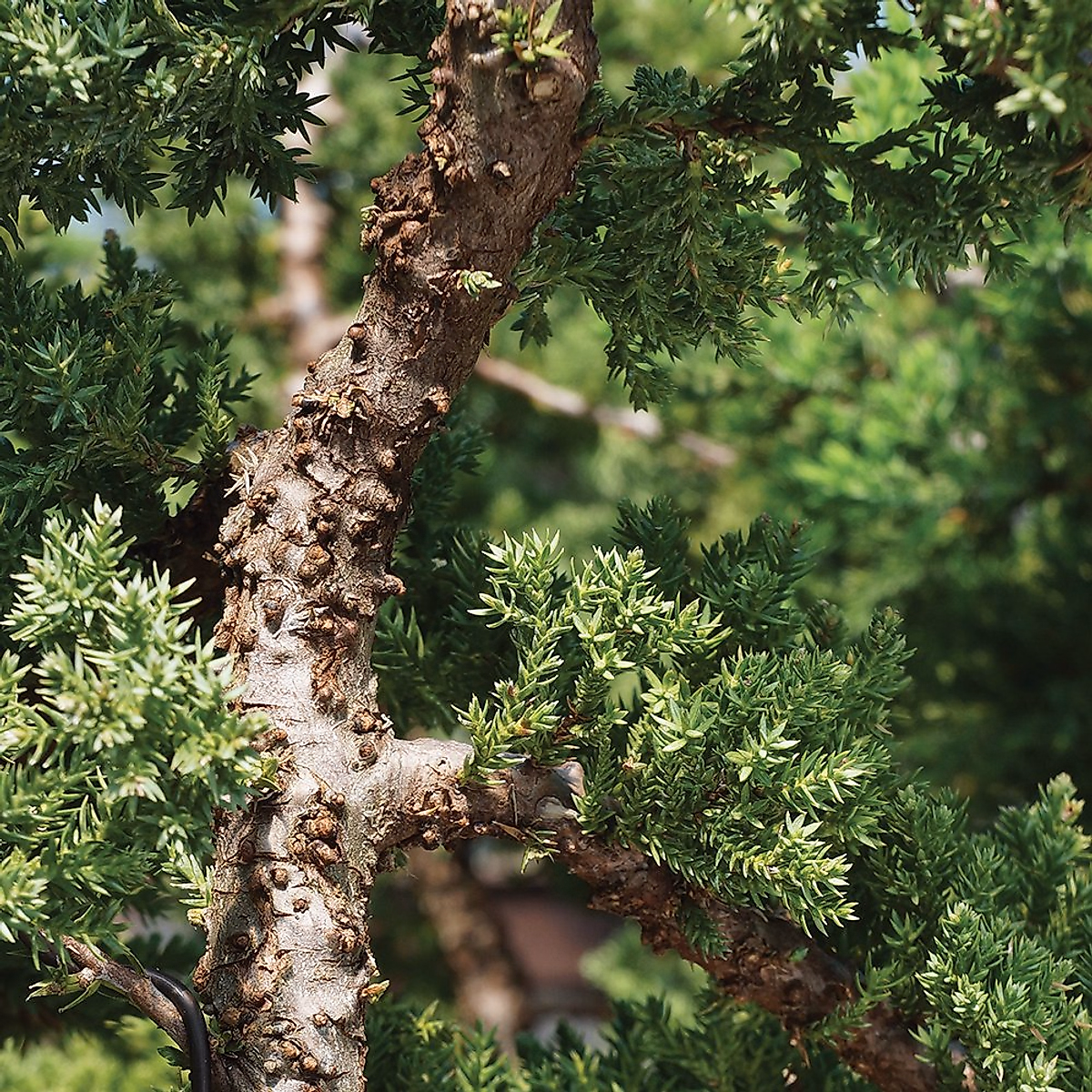 Brussel's Bonsai Green Mound Juniper Live Bonsai Tree, Outdoor - Medium, 5 Year Old, 6 to 10 inches Tall - Includes Rock Bonsai Pot