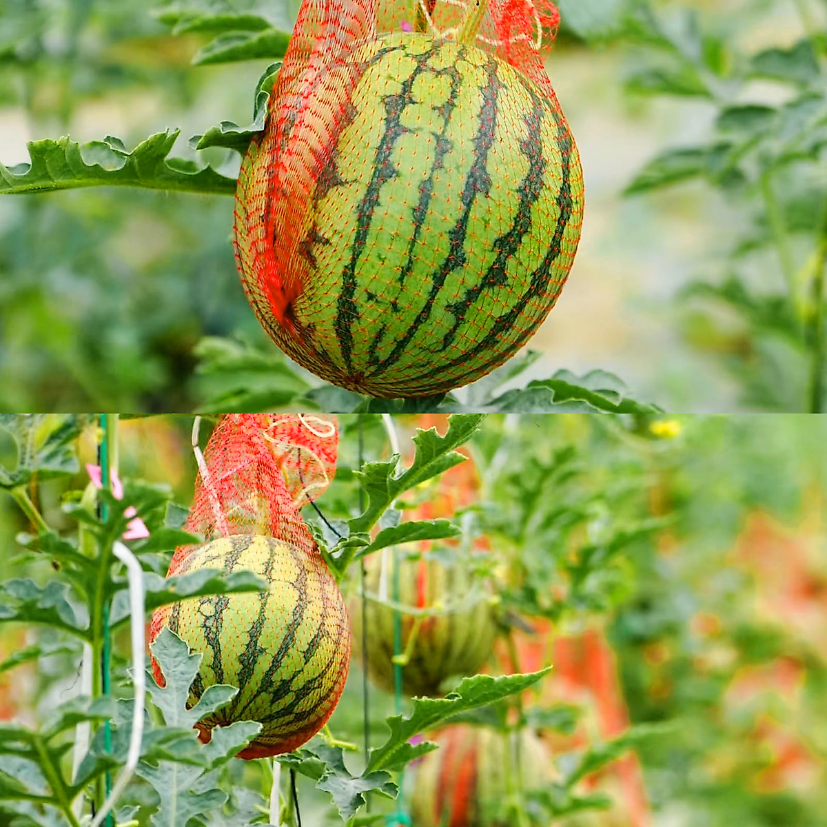 Iceyyyy 100 Pack Watermelon Nets,Hanging Watermelon Nets Bags Mesh,Reusable Melon Hammocks Cradles for Honeydew Melon,Cucumbers,Garden Growing