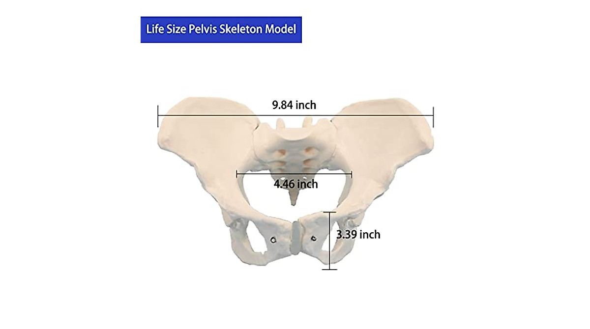 Life-Size Female Pelvis Model for Education | Veipho