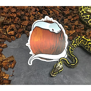 RediChip Coconut Chip Substrate for Reptiles 12 Quart Loose Medium Sized Coconut Husk Chip Reptile Bedding for Snakes, Tortoises, Geckos, Frogs, or Lizard Terrarium Tanks