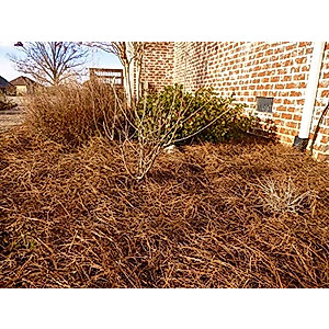USA Pine Straw - Premium Pine Needle Mulch - Covers 100 Sqft (1)