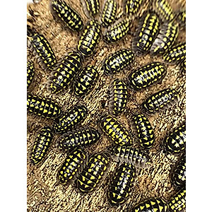Armadillidium Gestroi Isopods 12 Count Roly Poly Insects Cleanup Feeder Crew for Terrarium Reptile Pet Food