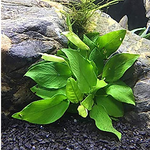 Mainam Anubias Barteri VAR. Barteri Potted Live Aquarium Plant Decorations Easy for Beginner