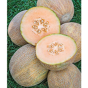 Burpee Ambrosia Cantaloupe Melon Seeds 30 seeds