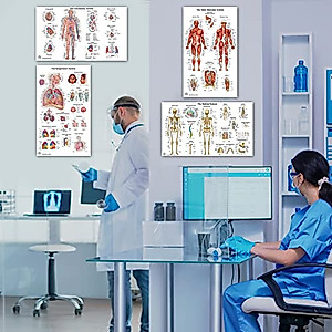 6 Anatomy Posters - 18x30, Medical Posters, Skeletal System, Female and Male Muscular Systems, Respiratory System, Circulatory System, Endocrine System, Anatomical Charts, Human Anatomy Learning, Nursing, Chiropractic, Medical Decor, Laminated